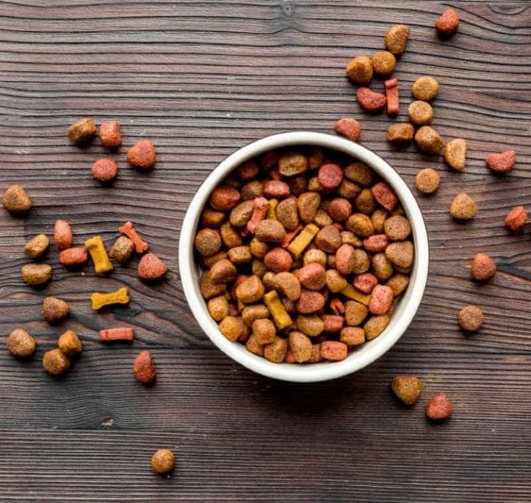 Best High Calorie Dog Food Brands For Weight Gain, Active & Older Dogs